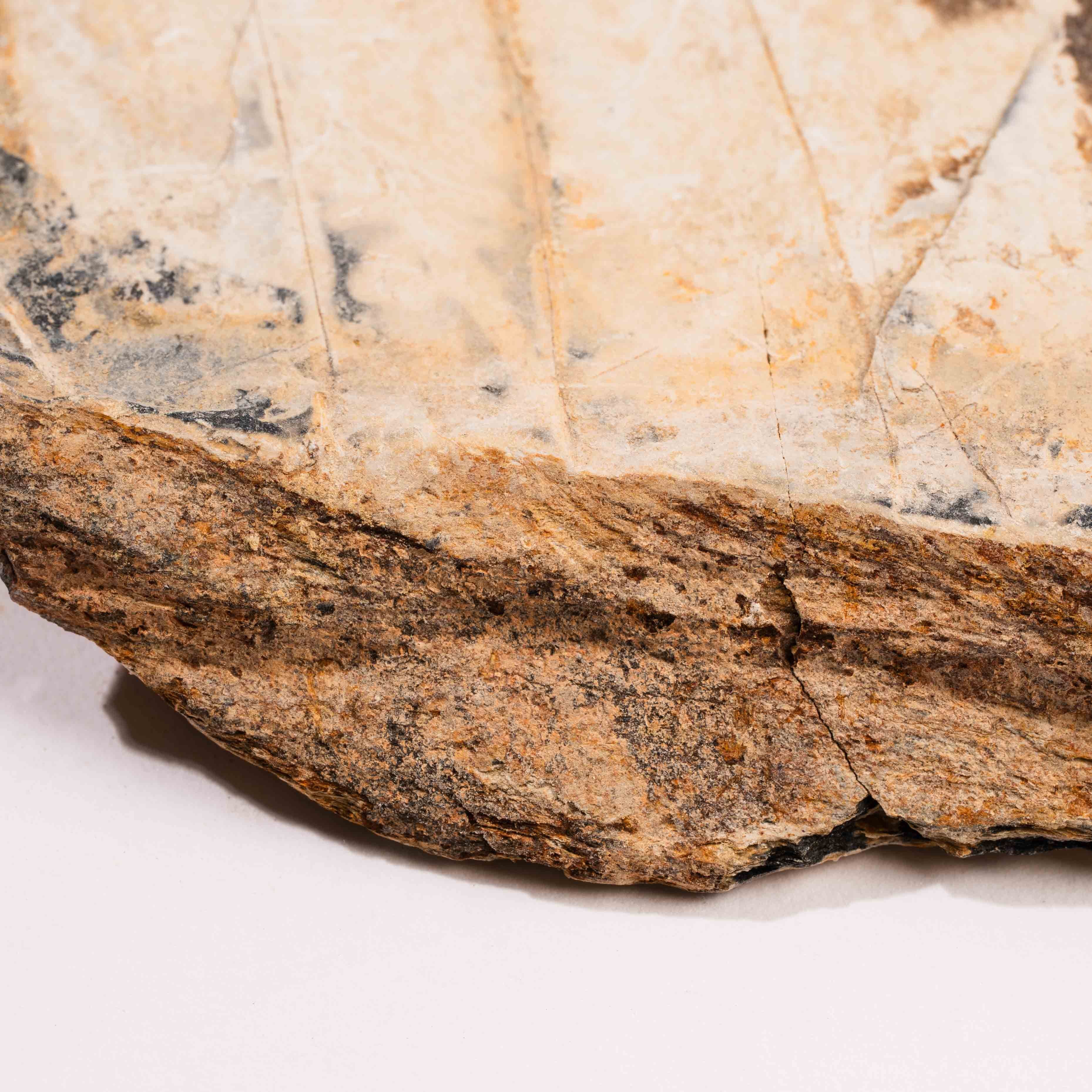 Slaty Shale Record - Earth Love Gallery Collection – Pink Heart Healing