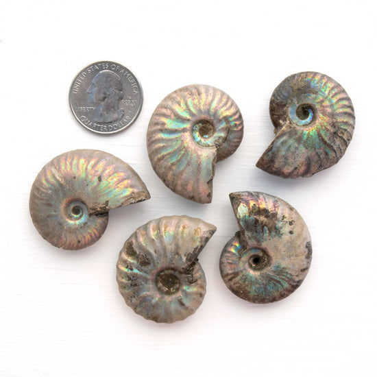 Ammonite - Light Iridescence – Pink Heart Healing
