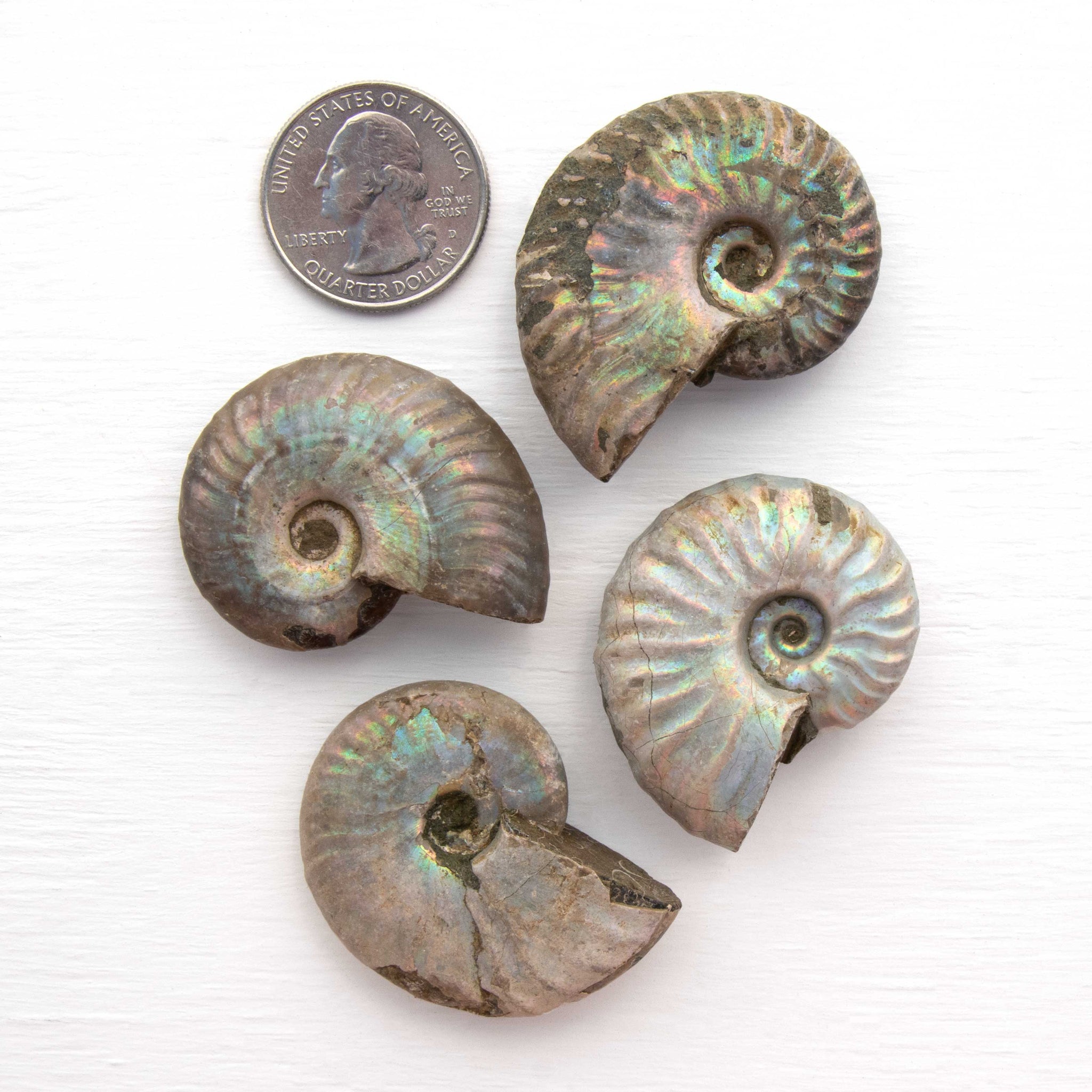 Ammonite - Light Iridescence – Pink Heart Healing