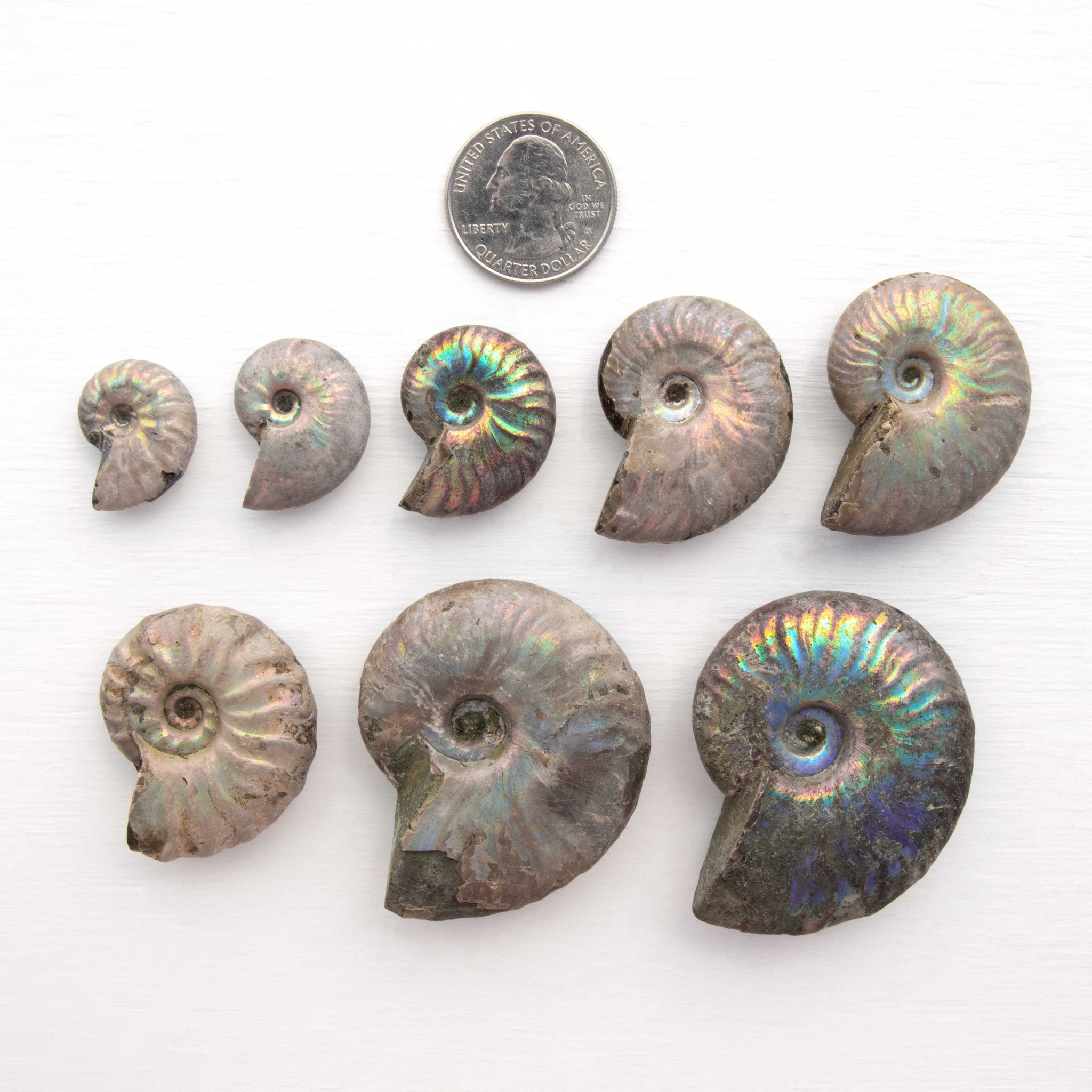 Ammonite - Light Iridescence – Pink Heart Healing