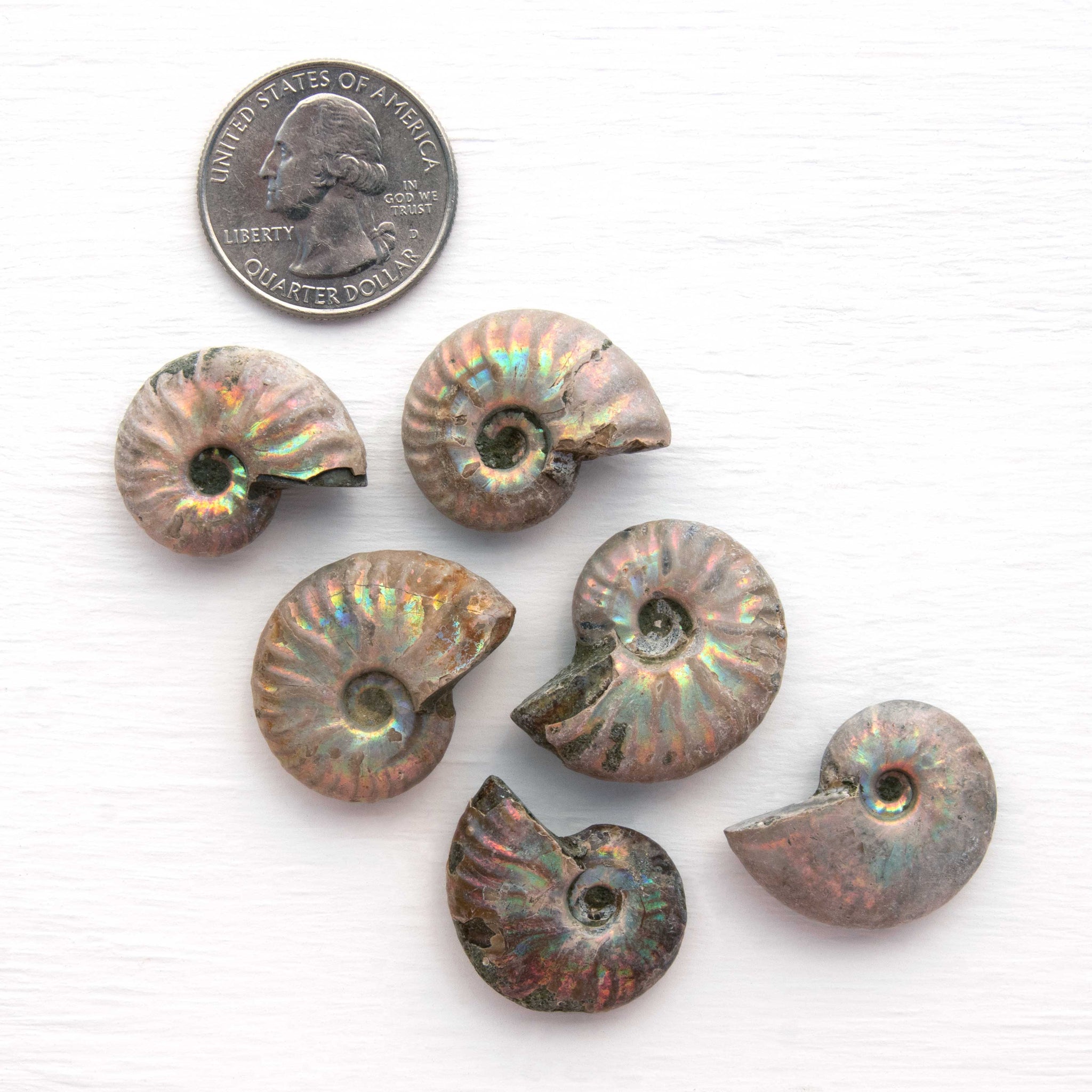 Ammonite - Light Iridescence – Pink Heart Healing