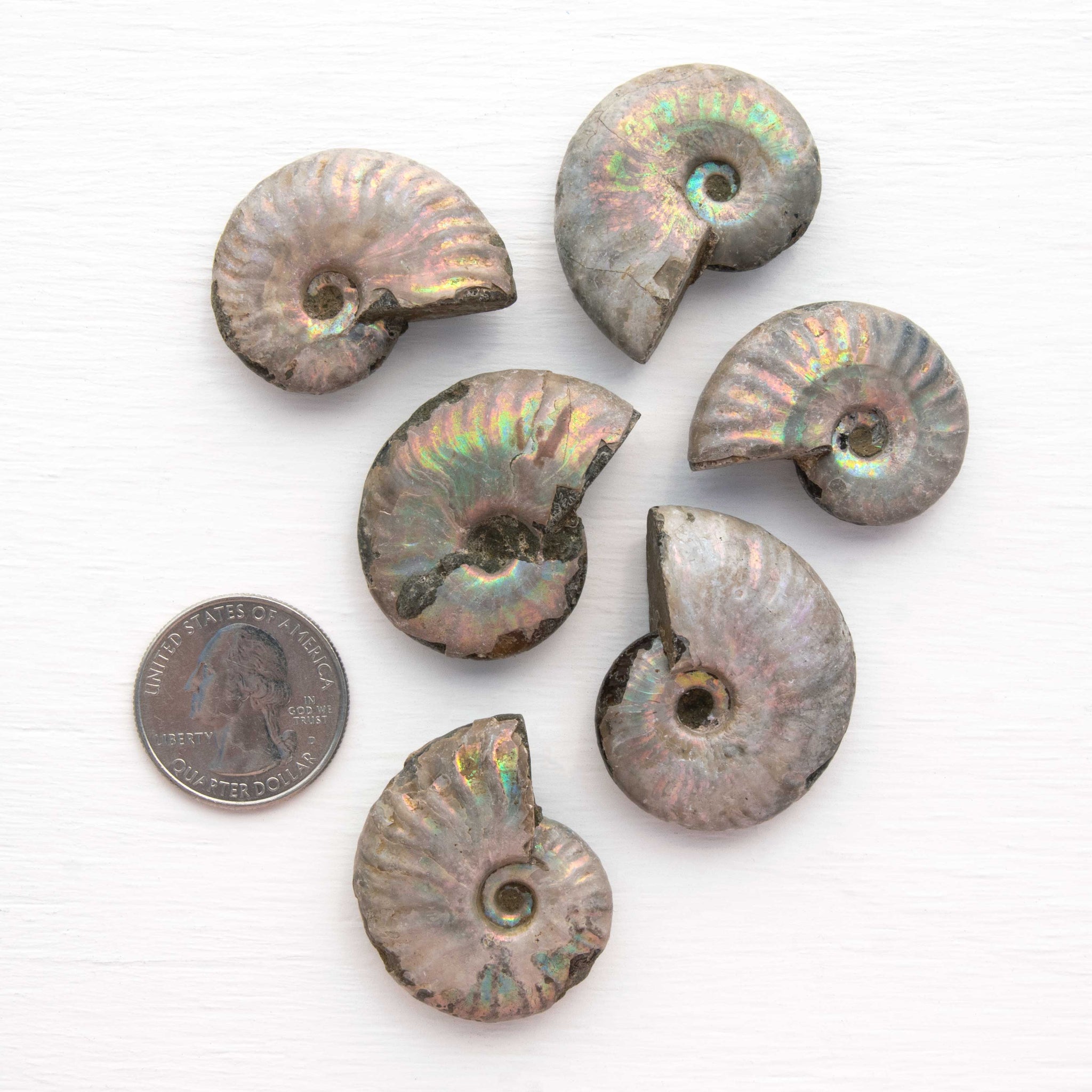 Ammonite - Light Iridescence – Pink Heart Healing